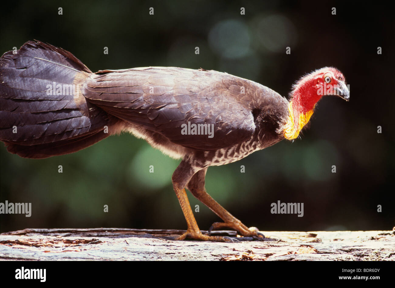 Megapode Birds High Resolution Stock Photography and Images - Alamy