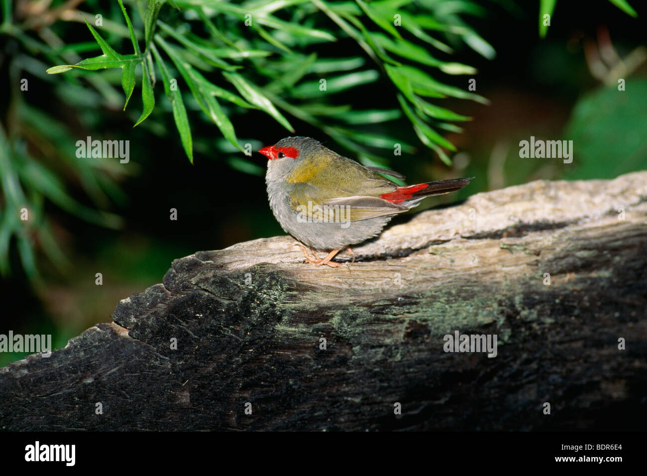 Smallest finch hi-res stock photography and images - Alamy