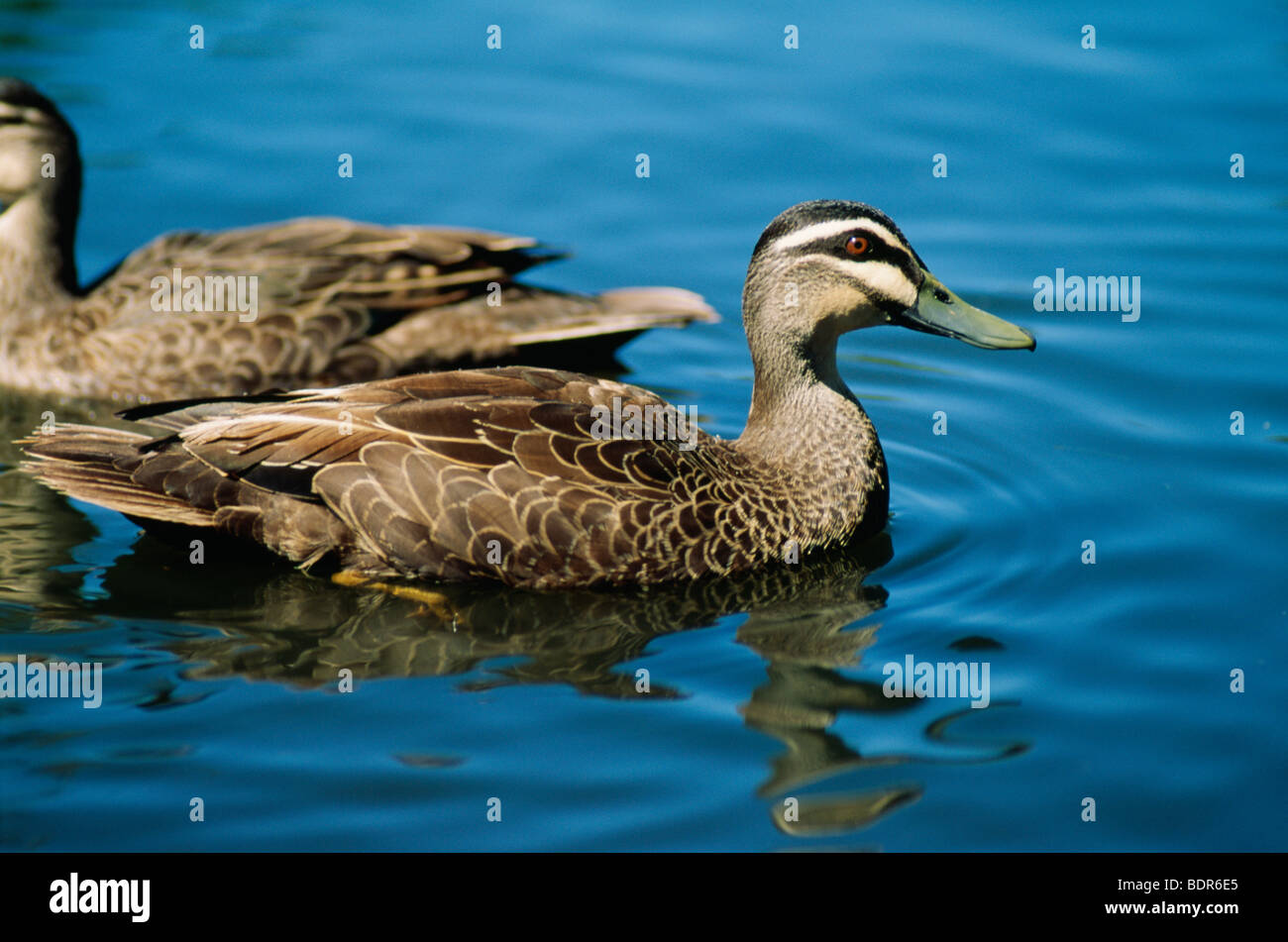 A wild duck Stock Photo - Alamy