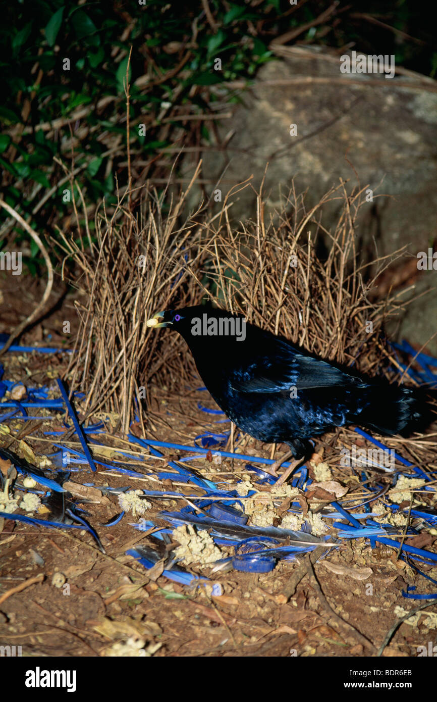 A satin bowerbird Stock Photo - Alamy