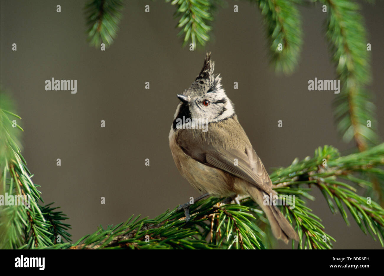 A crested tit Stock Photo - Alamy