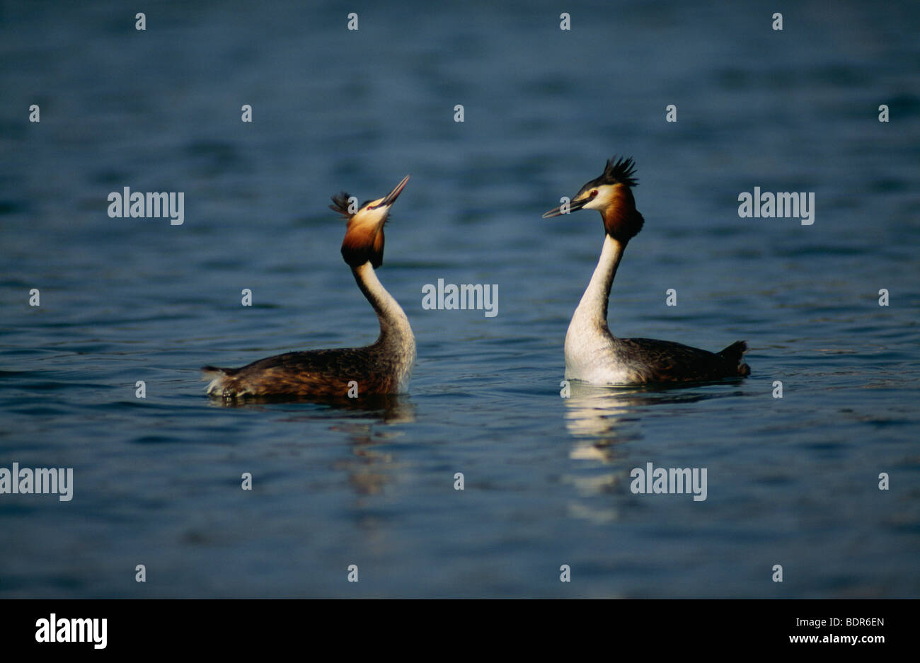 Great chested grebe hi-res stock photography and images - Alamy