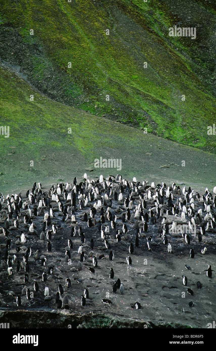 Plenty of penguins hi-res stock photography and images - Alamy
