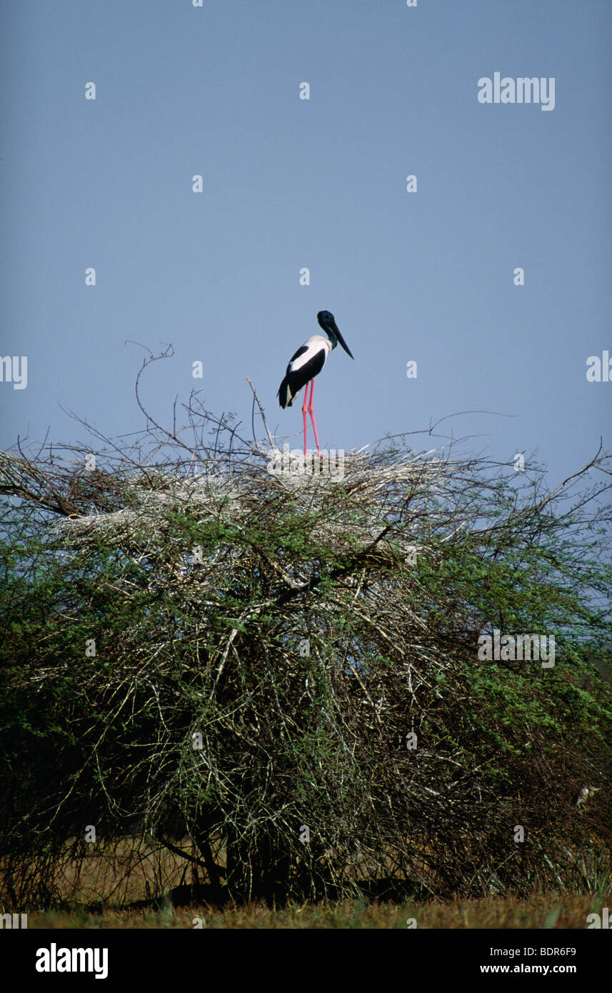 A saddle-bill stork Stock Photo - Alamy