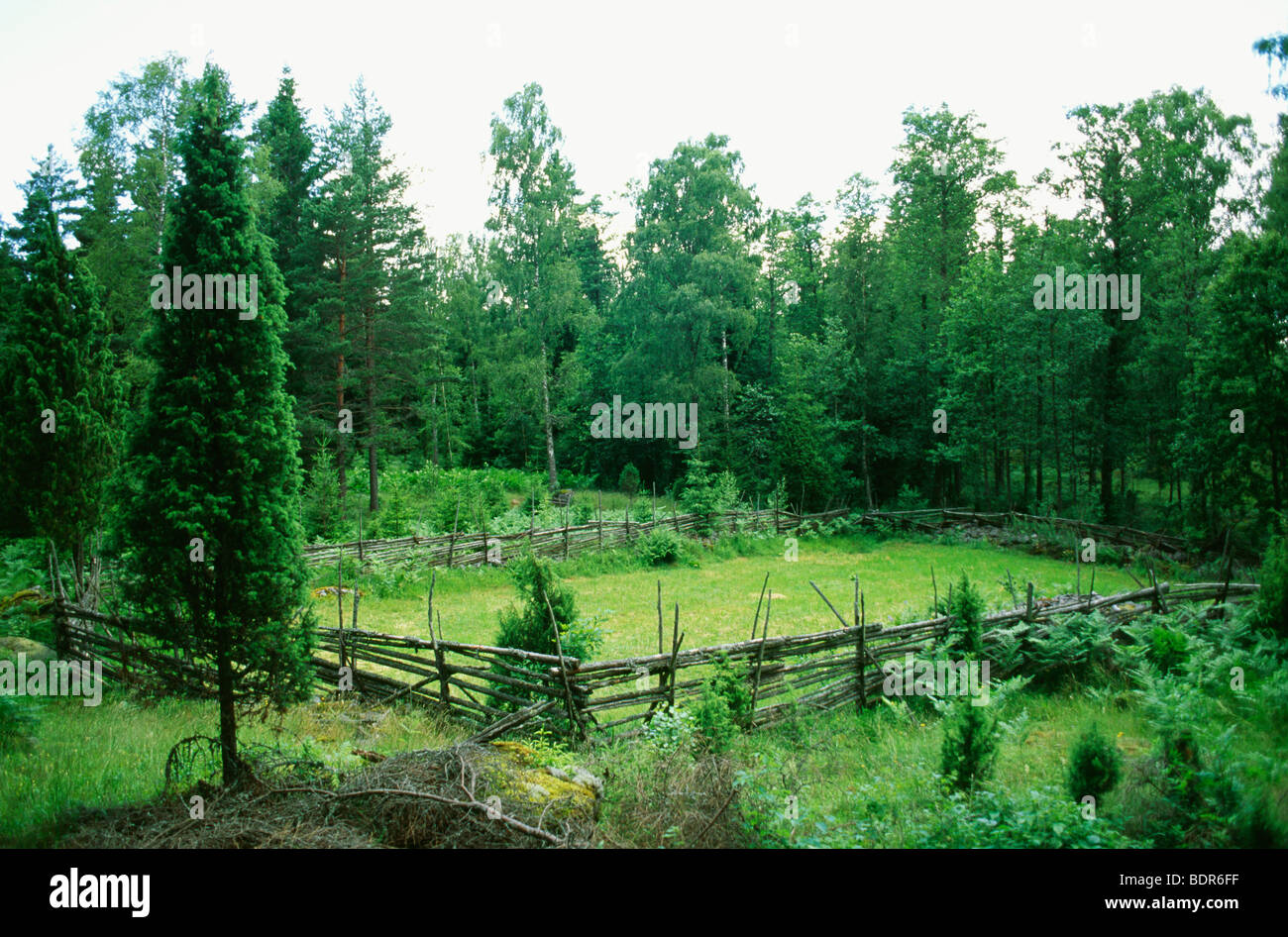An enclosure in a forest Sweden Stock Photo - Alamy