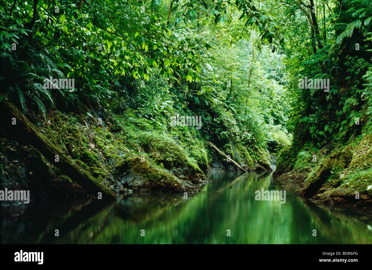 A creek in green nature Costa Rica Stock Photo - Alamy
