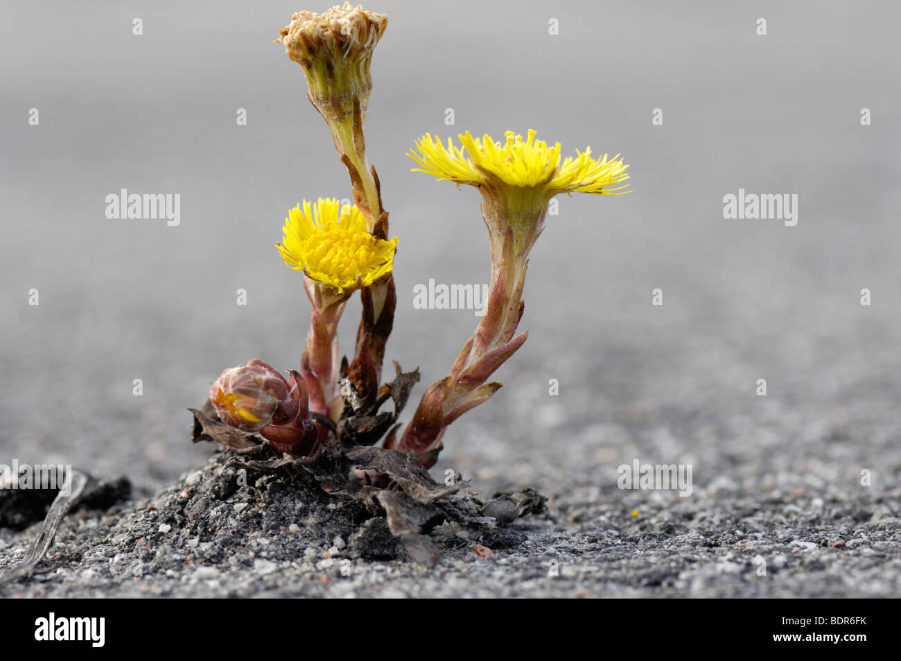 Coltsfoot blossoms hi-res stock photography and images - Alamy