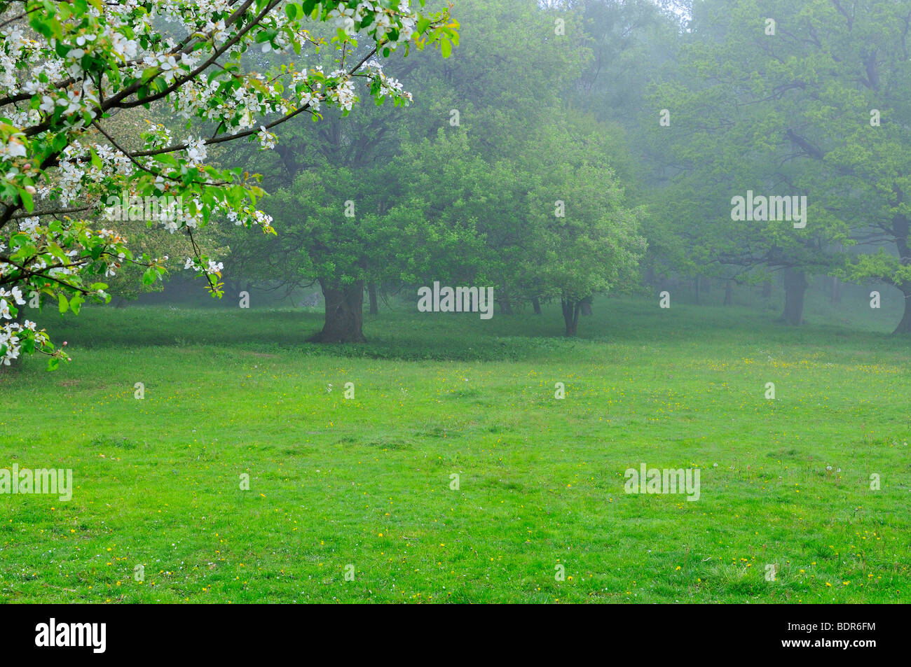 A treesa hi-res stock photography and images - Alamy