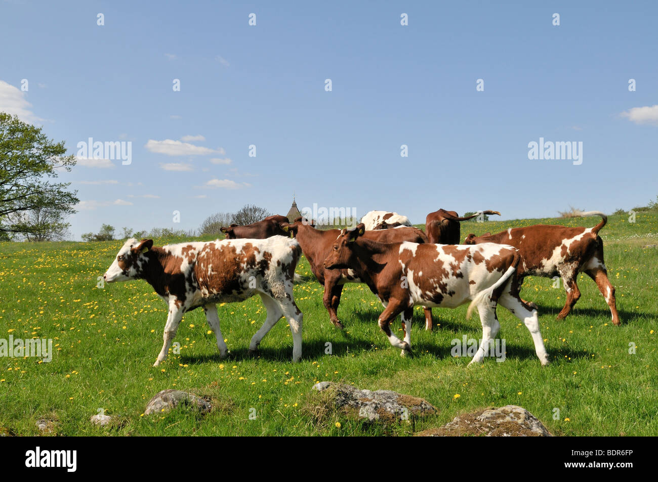 Six cows grazing hi-res stock photography and images - Alamy