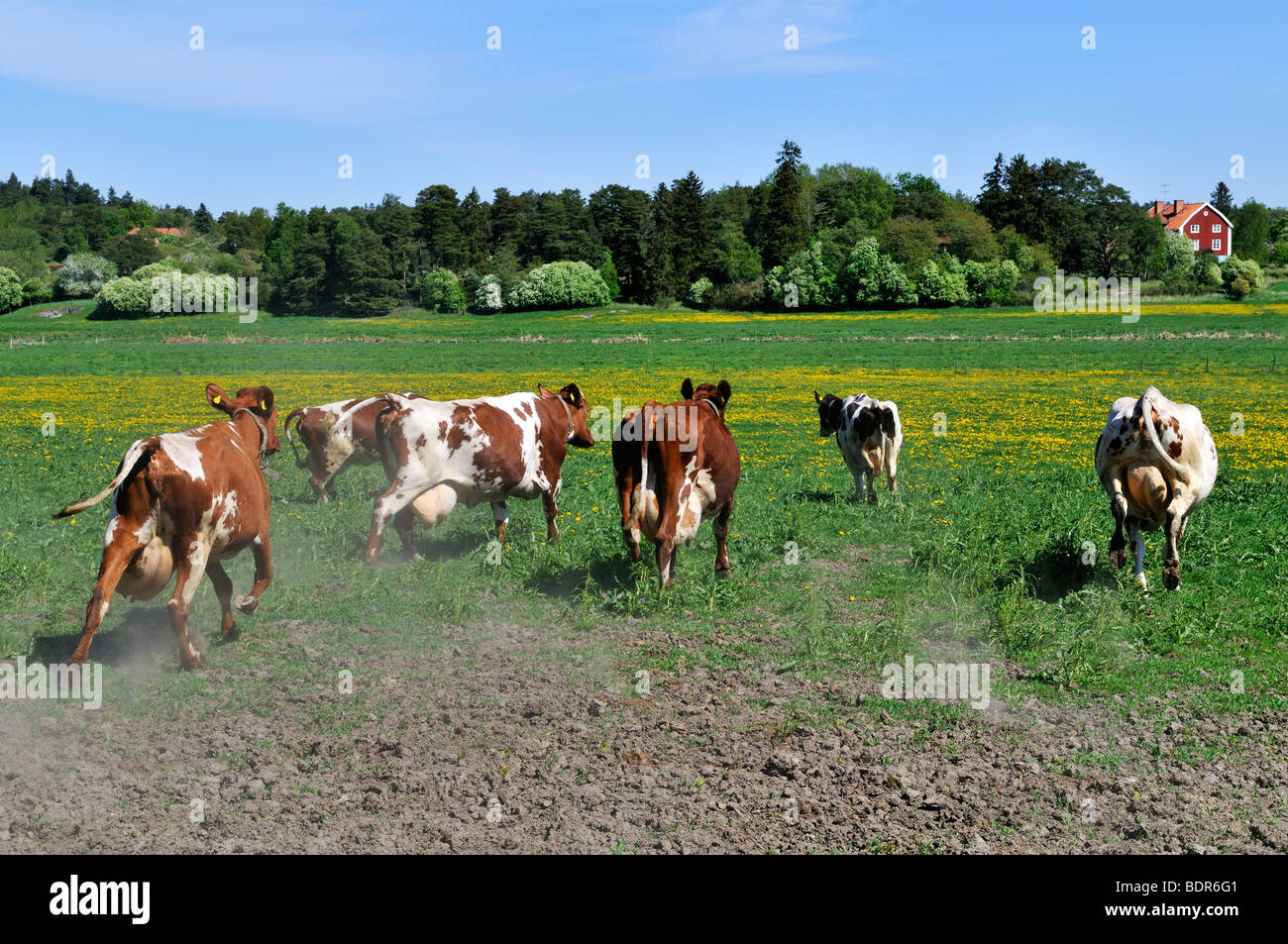 Happy cows hi-res stock photography and images - Alamy