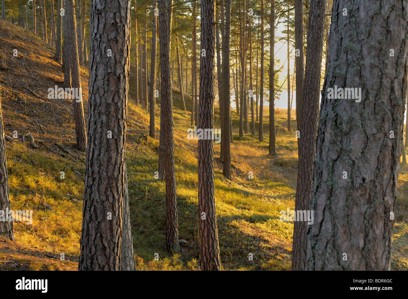 Pinewood forests hi-res stock photography and images - Alamy
