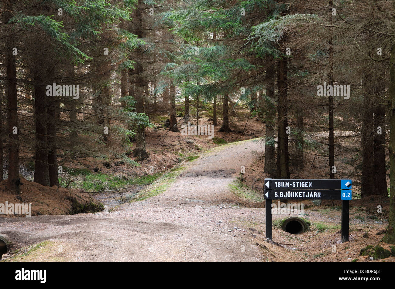 Walking paths in a forest Sweden Stock Photo - Alamy