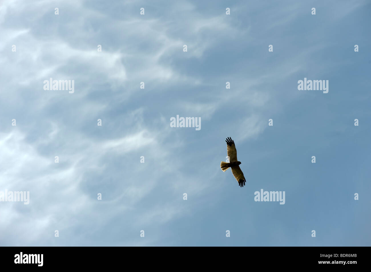 A hen harrier flying in the sky Stock Photo - Alamy