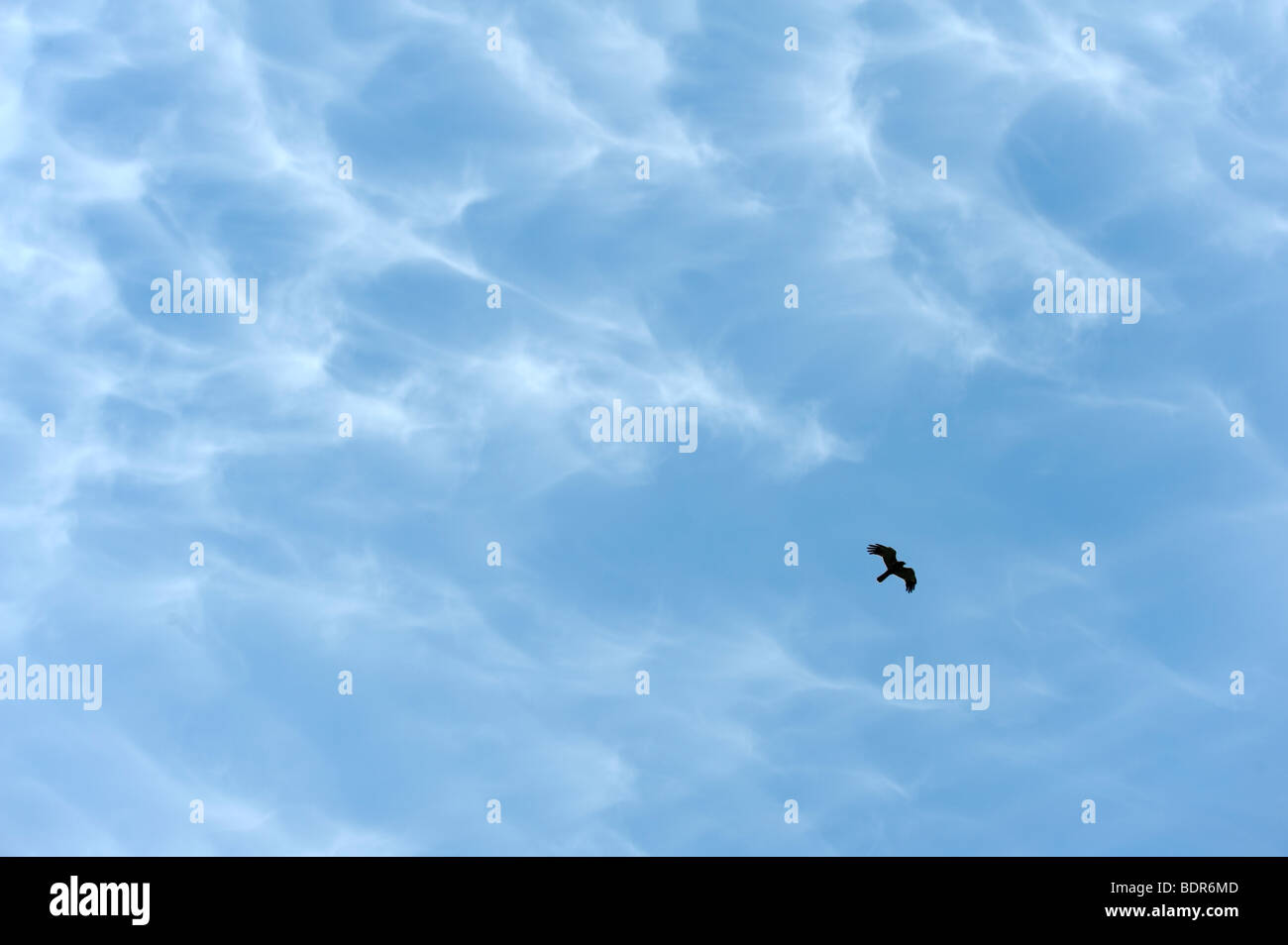 Flying hen harrier hi-res stock photography and images - Alamy