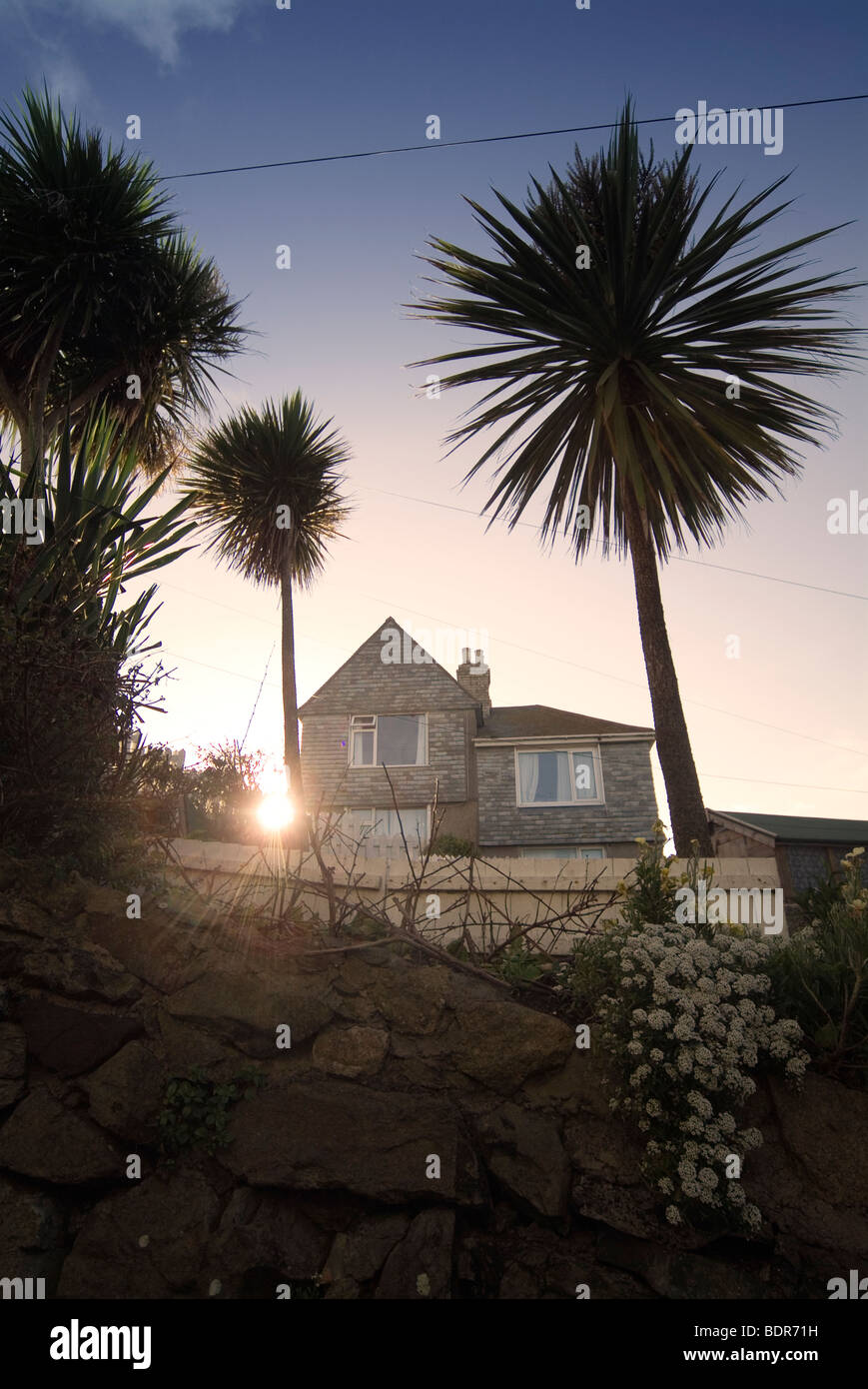 Palms by a house in Cornwall England Stock Photo - Alamy