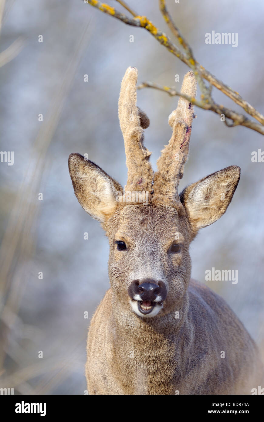 A roebuck Sweden Stock Photo - Alamy