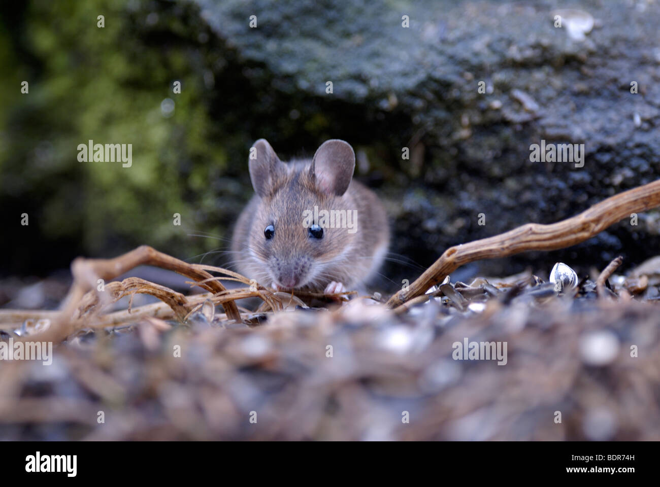 A wood mouse Sweden Stock Photo - Alamy