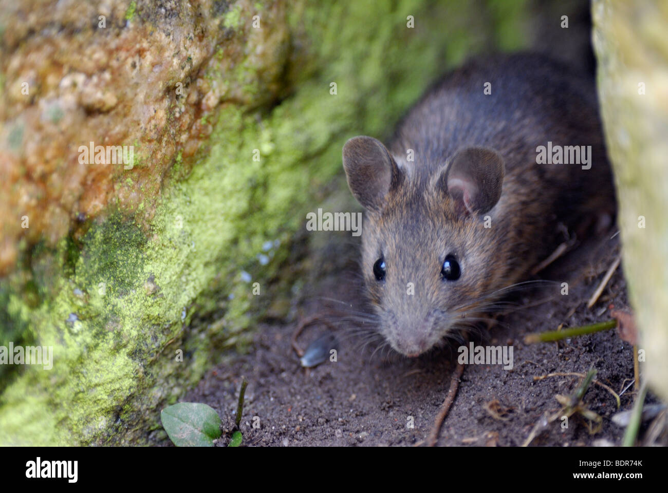 A wood mouse Sweden Stock Photo - Alamy