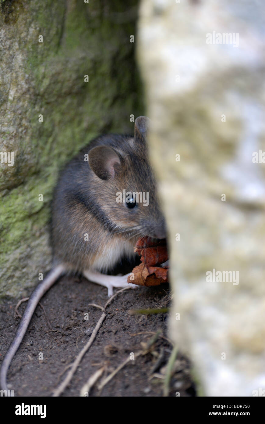 A wood mouse Sweden Stock Photo - Alamy