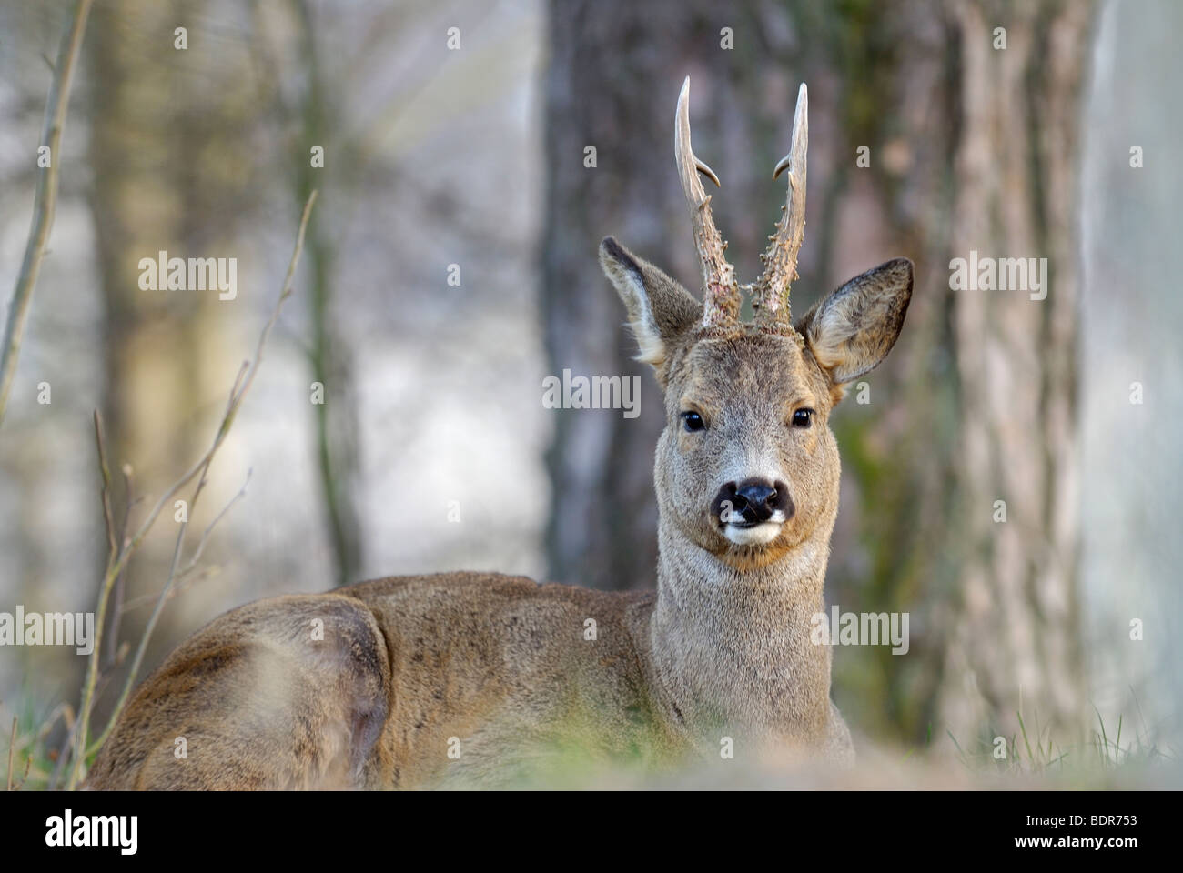 A roebuck Sweden Stock Photo - Alamy