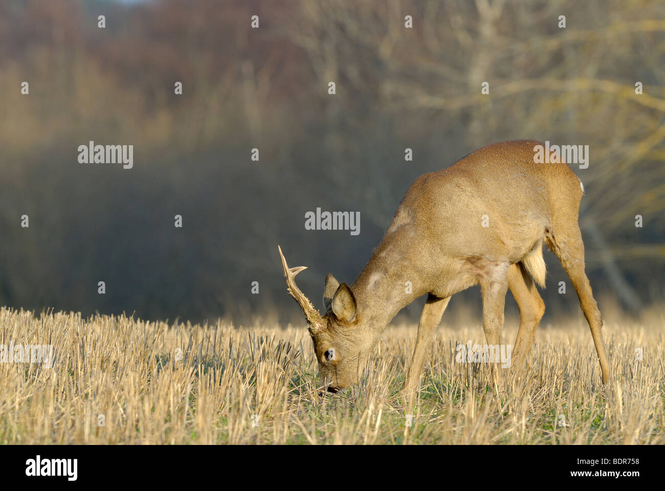 A roebuck Sweden Stock Photo - Alamy