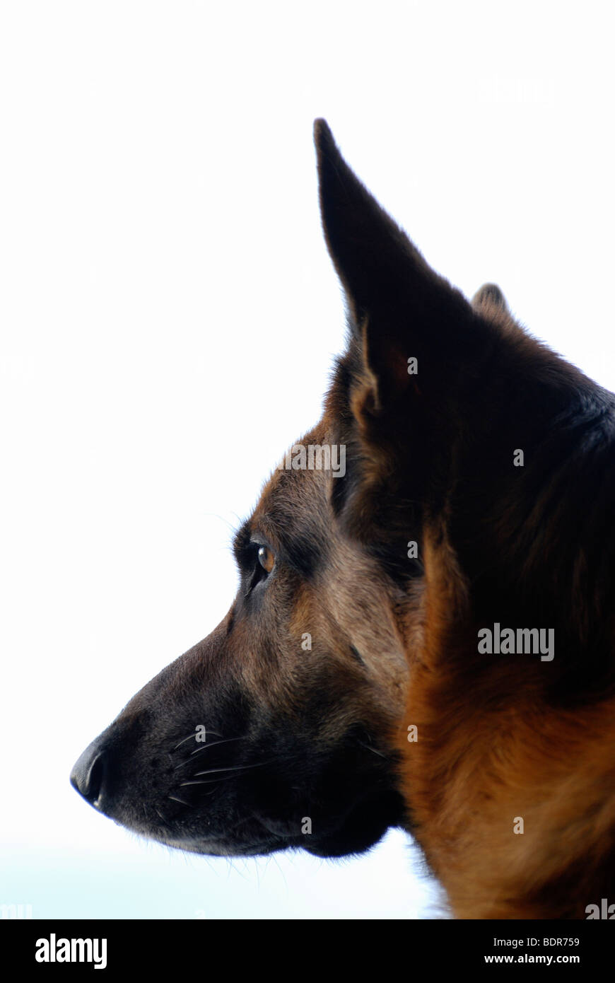 Muzzled german shepherd dog hi-res stock photography and images - Alamy