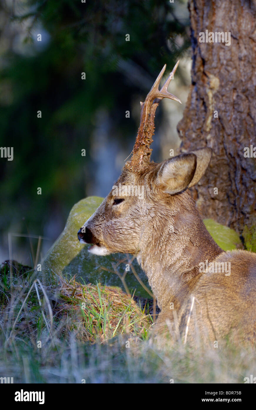 A roebuck Sweden Stock Photo - Alamy