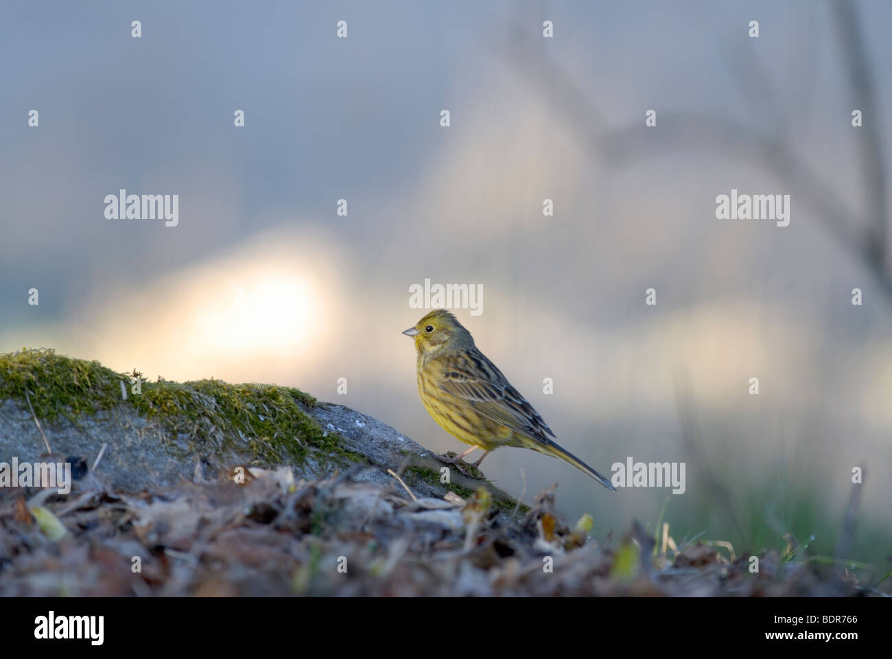 A yellow bunting Sweden Stock Photo - Alamy
