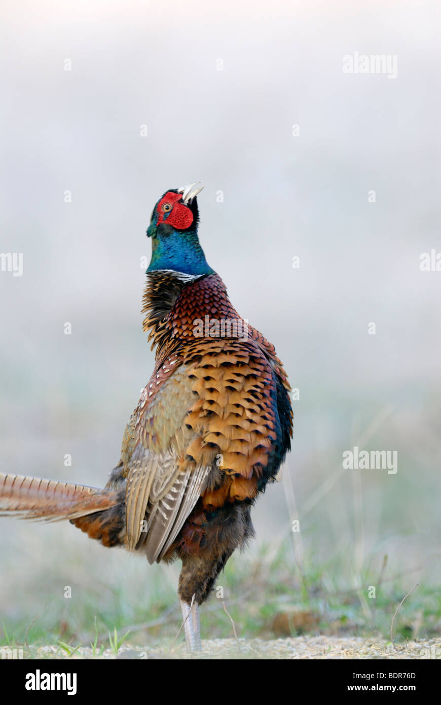 Pheasant behavior hi-res stock photography and images - Alamy