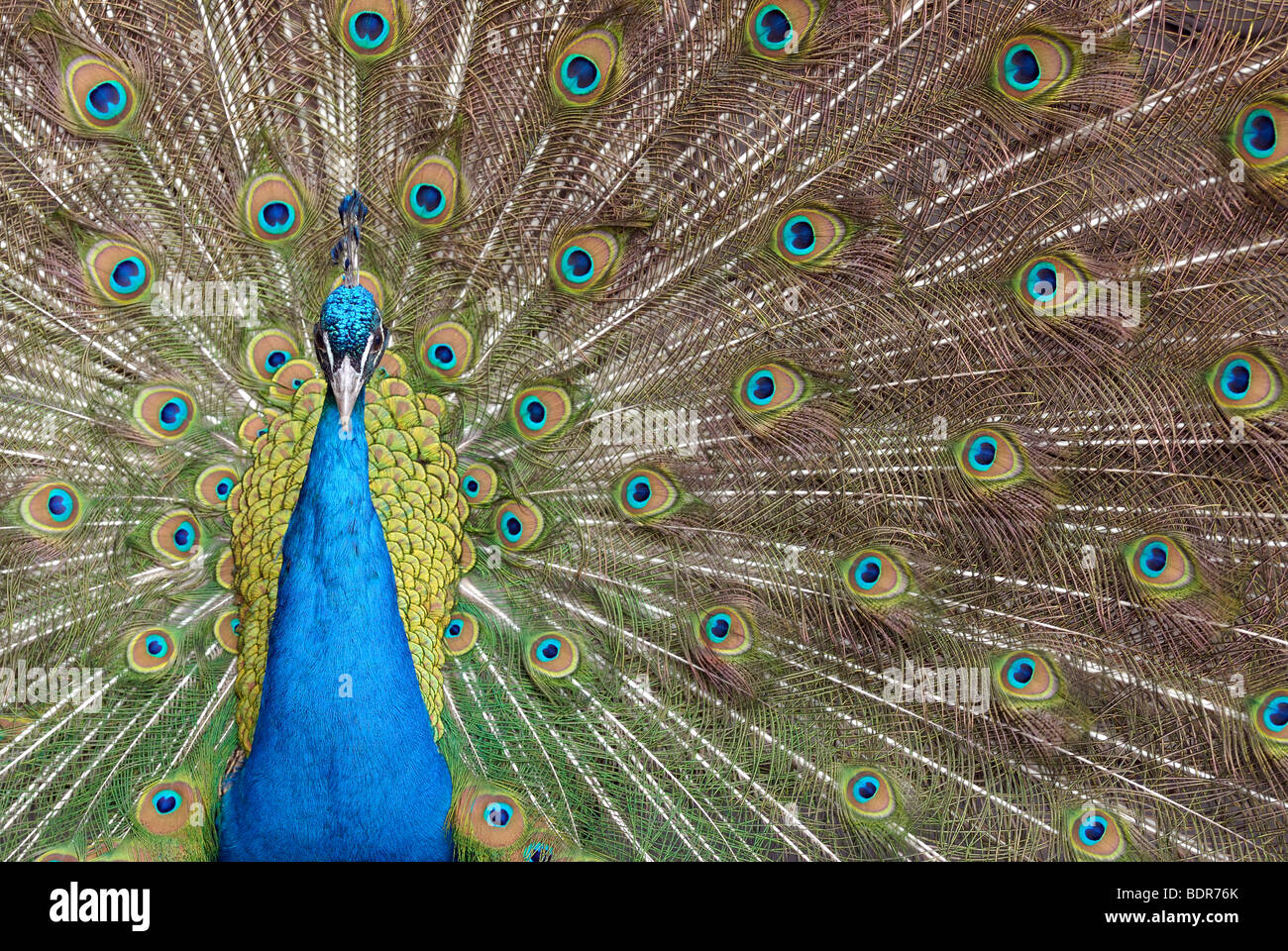 Richly Coloured Birds High Resolution Stock Photography and Images - Alamy