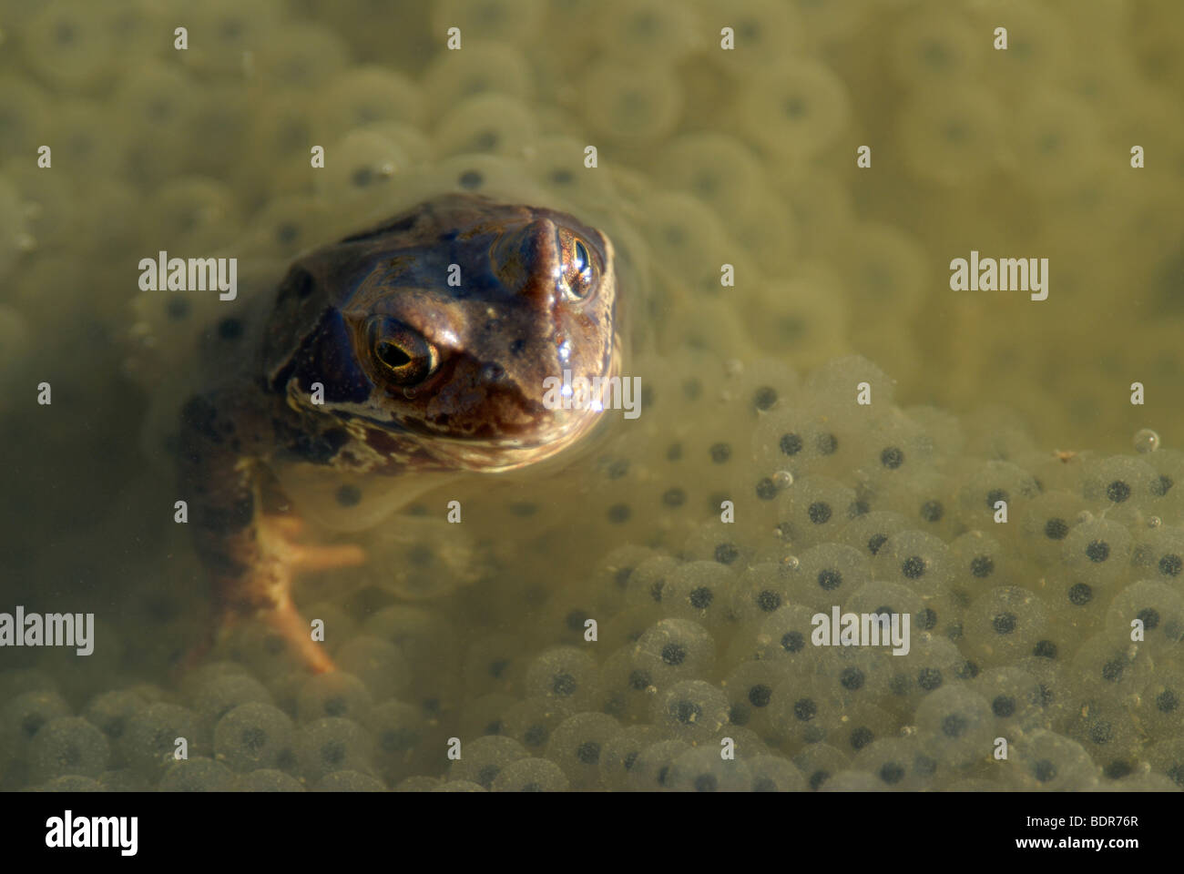 A toad close-up Stock Photo - Alamy