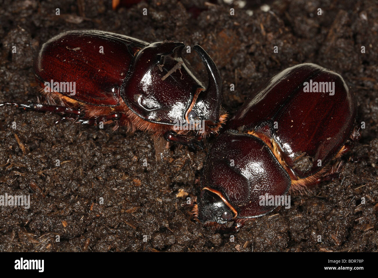 Rhinoceros beetles close-up Stock Photo - Alamy
