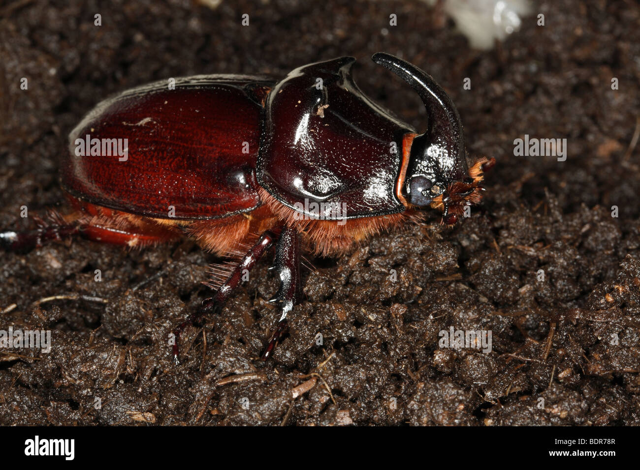 Rhinoceros beetles close-up Stock Photo - Alamy