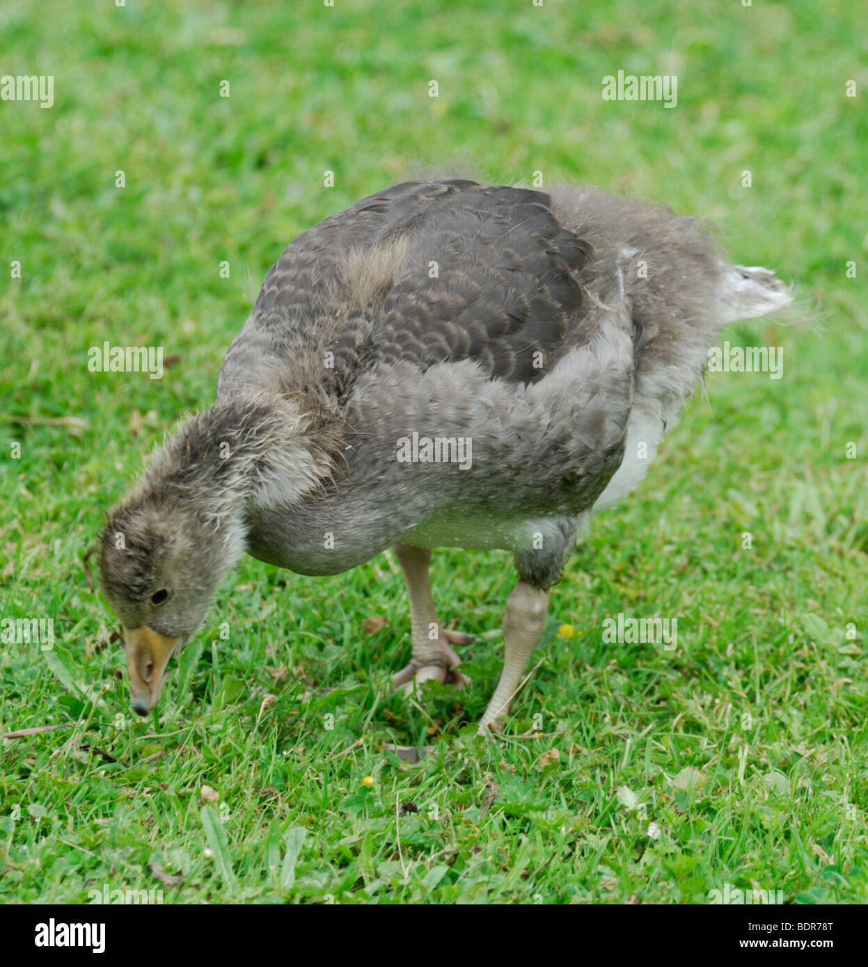 Juvenile greylag goose hi-res stock photography and images - Alamy