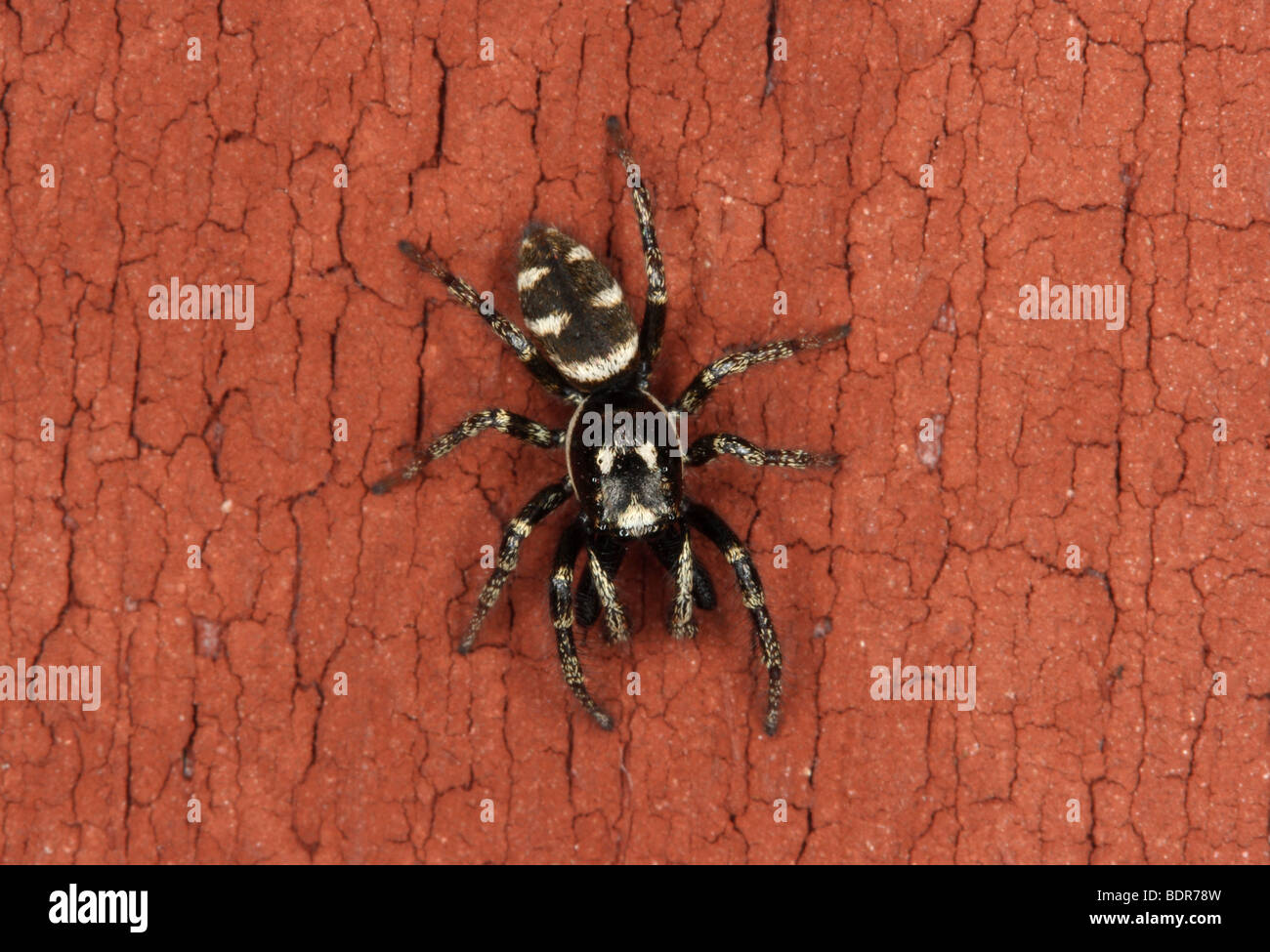 A zebra spider close-up Stock Photo - Alamy