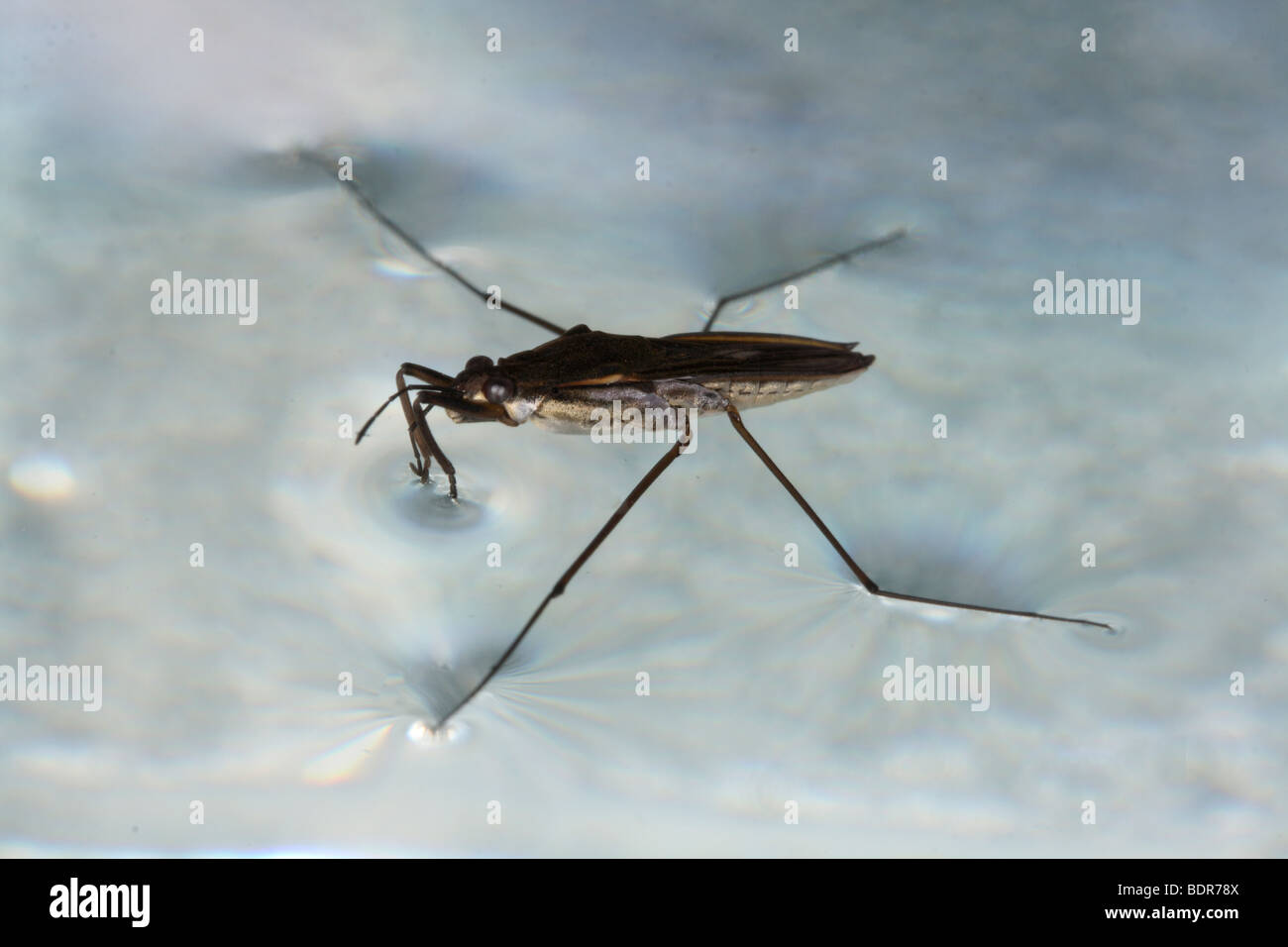 Water strider close-up Stock Photo - Alamy