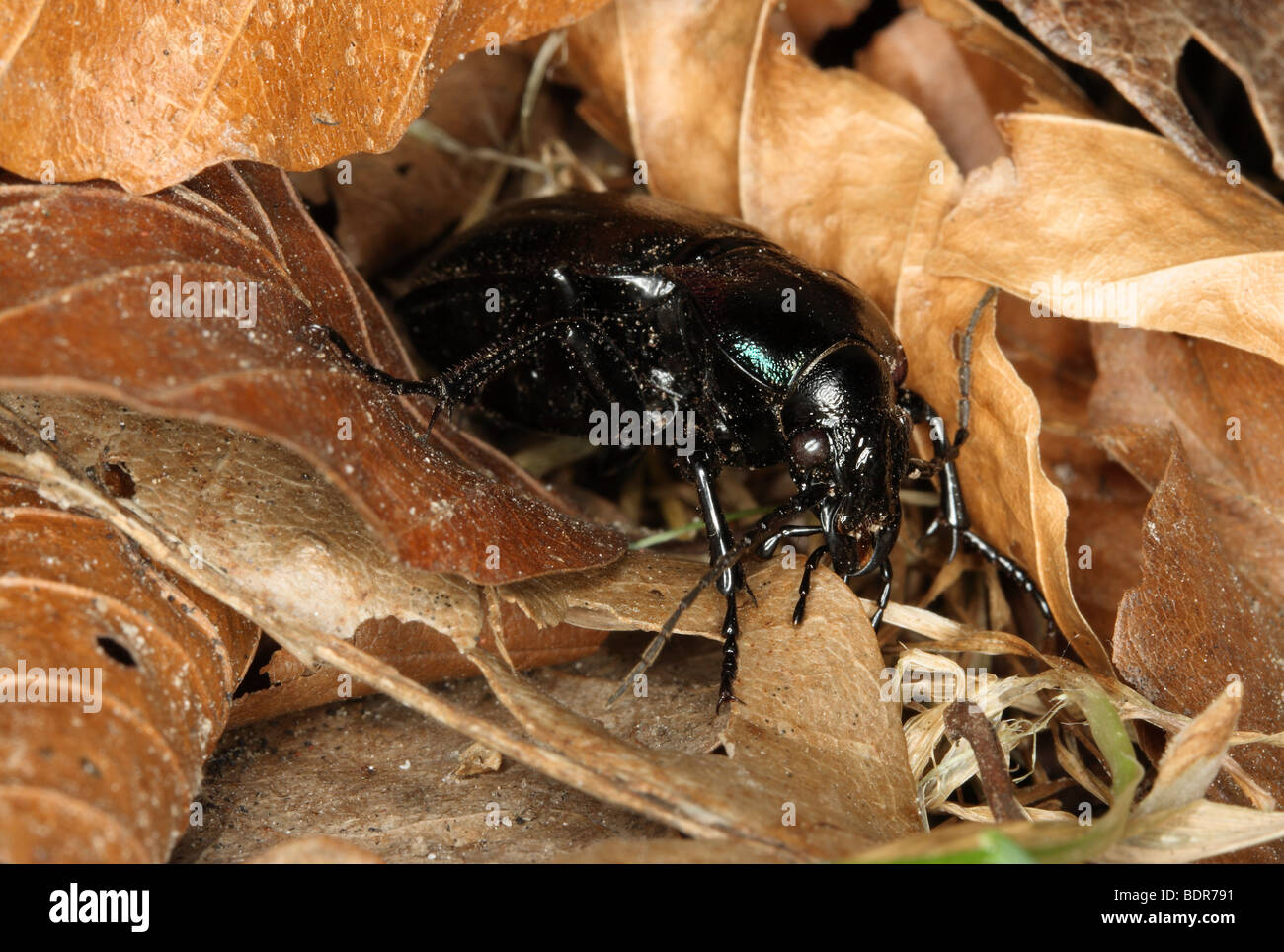 An insect close-up Stock Photo - Alamy