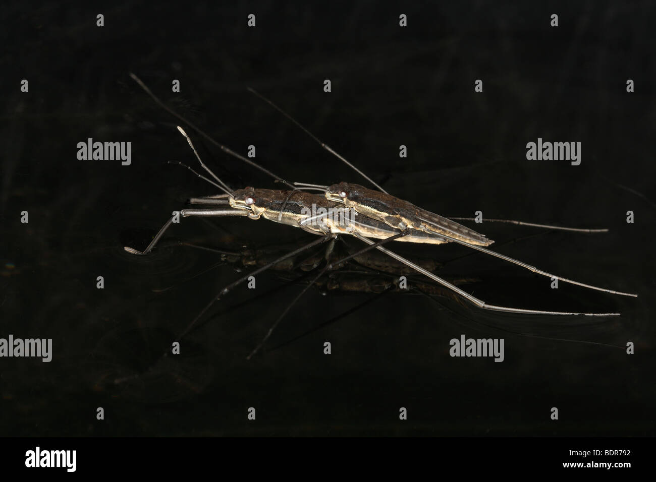 Large water bugs hi-res stock photography and images - Alamy