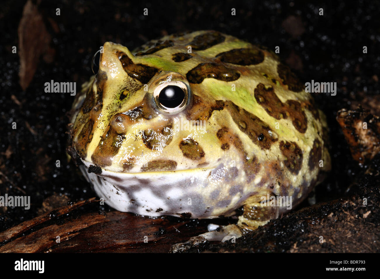 A frog close-up Stock Photo - Alamy