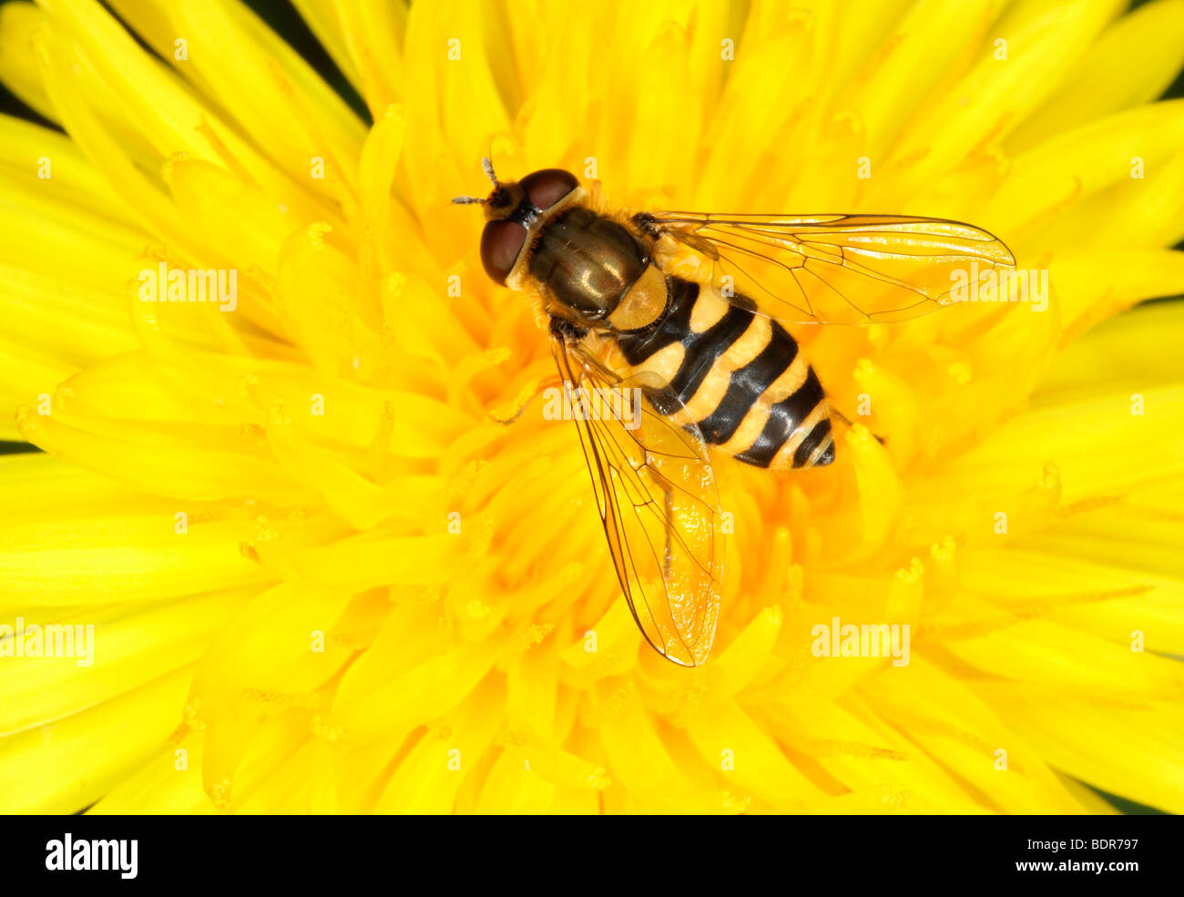 Syrphus torvus close-up Stock Photo - Alamy