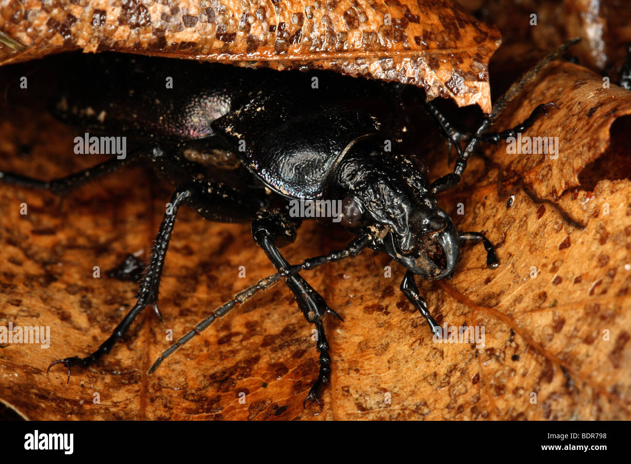 An insect close-up Stock Photo - Alamy
