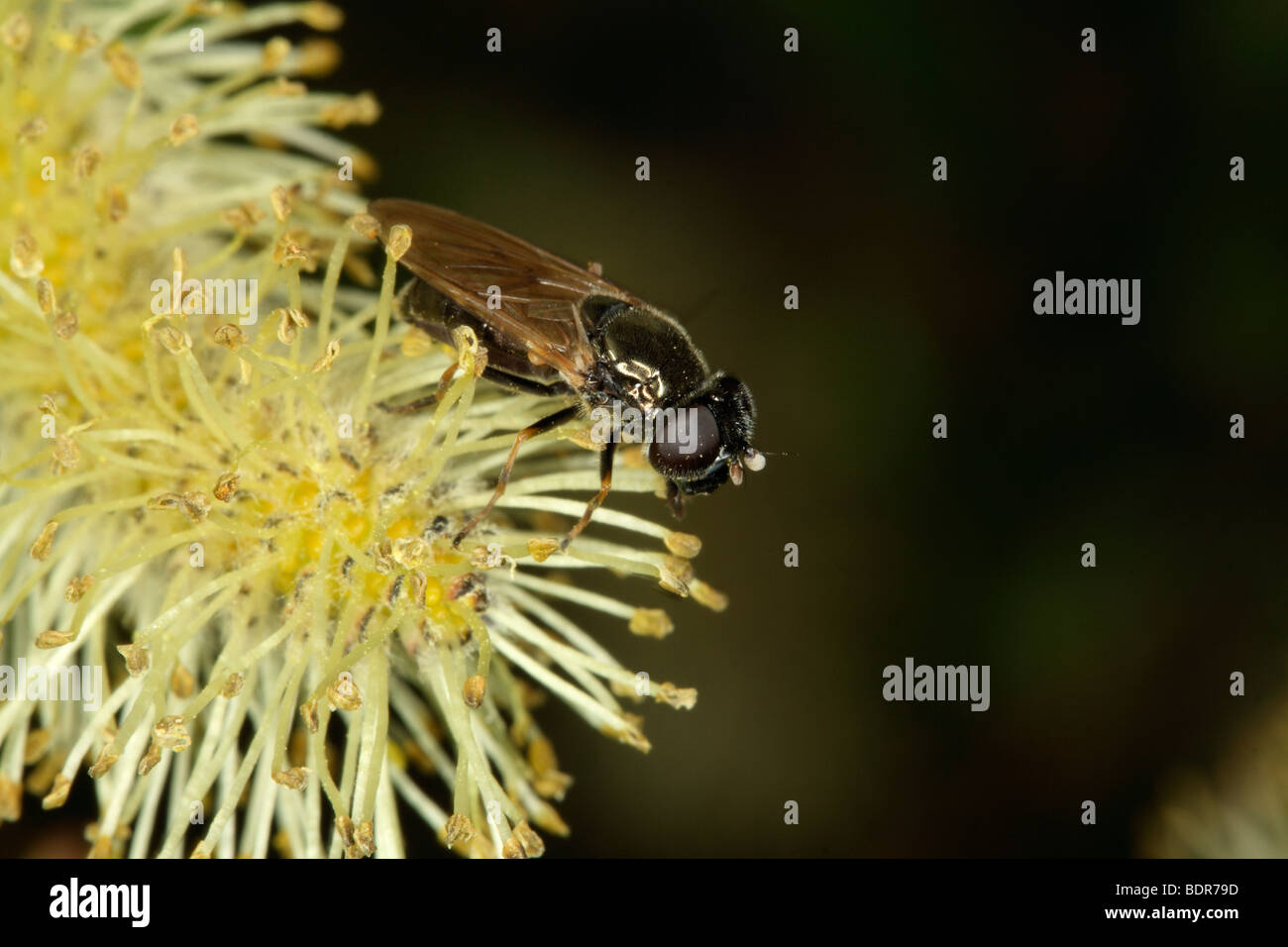 Anthomyiid flies hi-res stock photography and images - Alamy