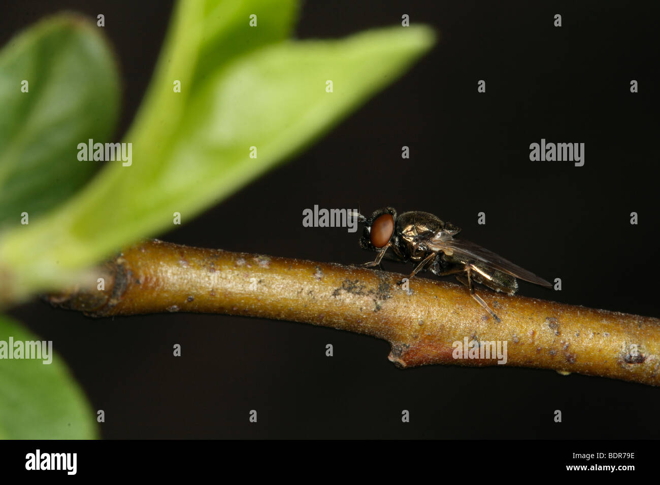 Anthomyiid flies hi-res stock photography and images - Alamy