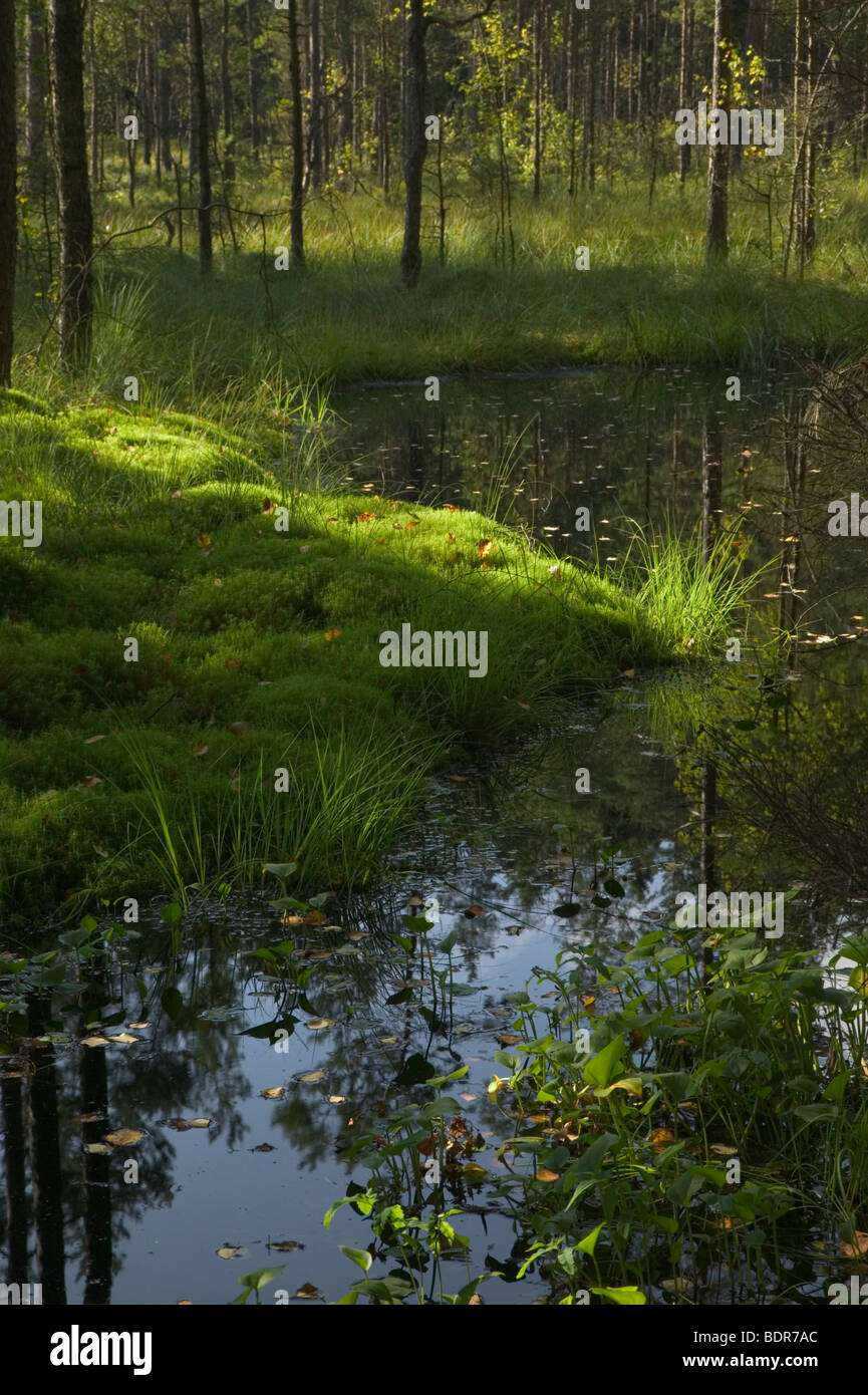 A small forest lake Sweden Stock Photo - Alamy