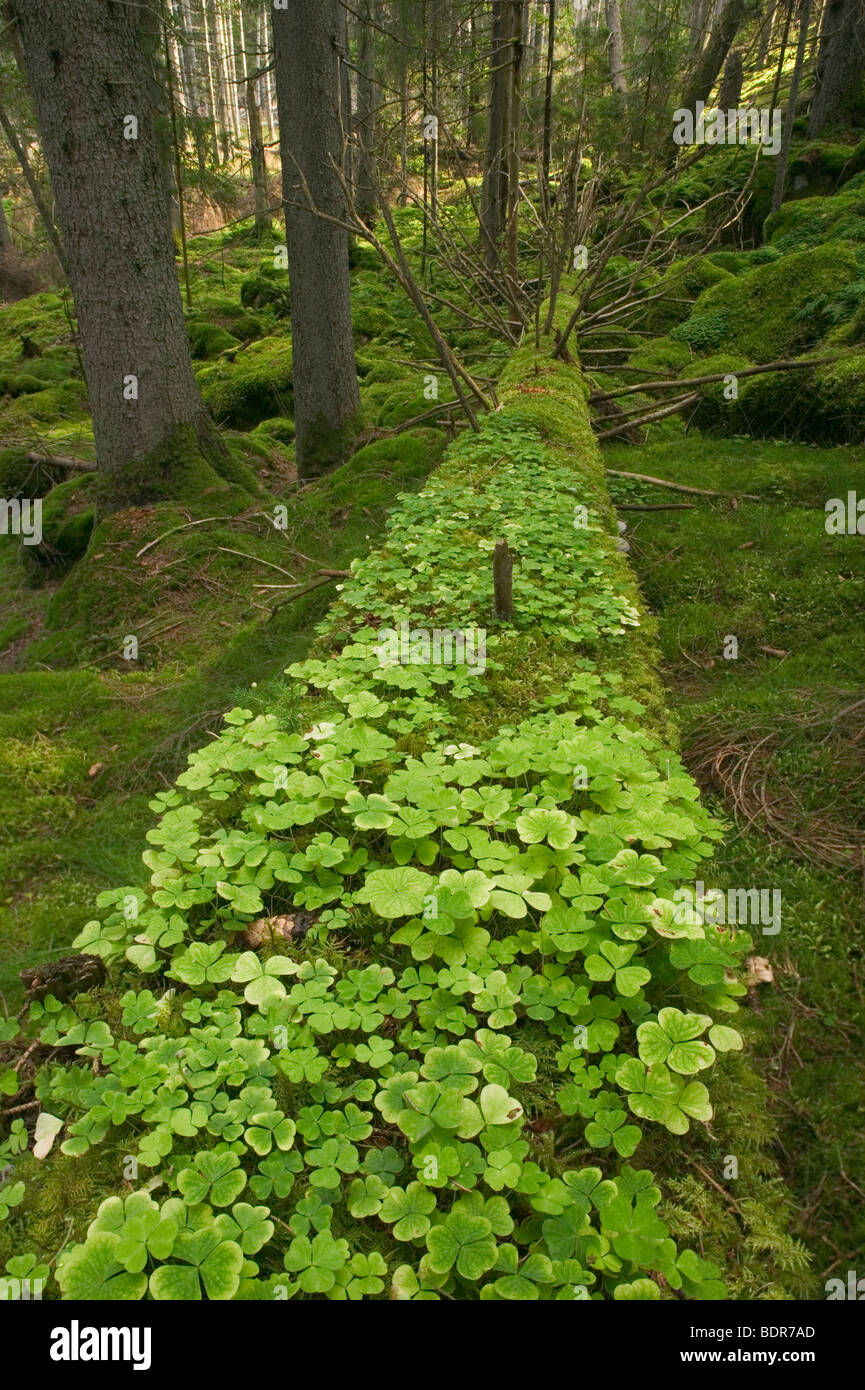 Wood sorrel in a forest Sweden Stock Photo - Alamy