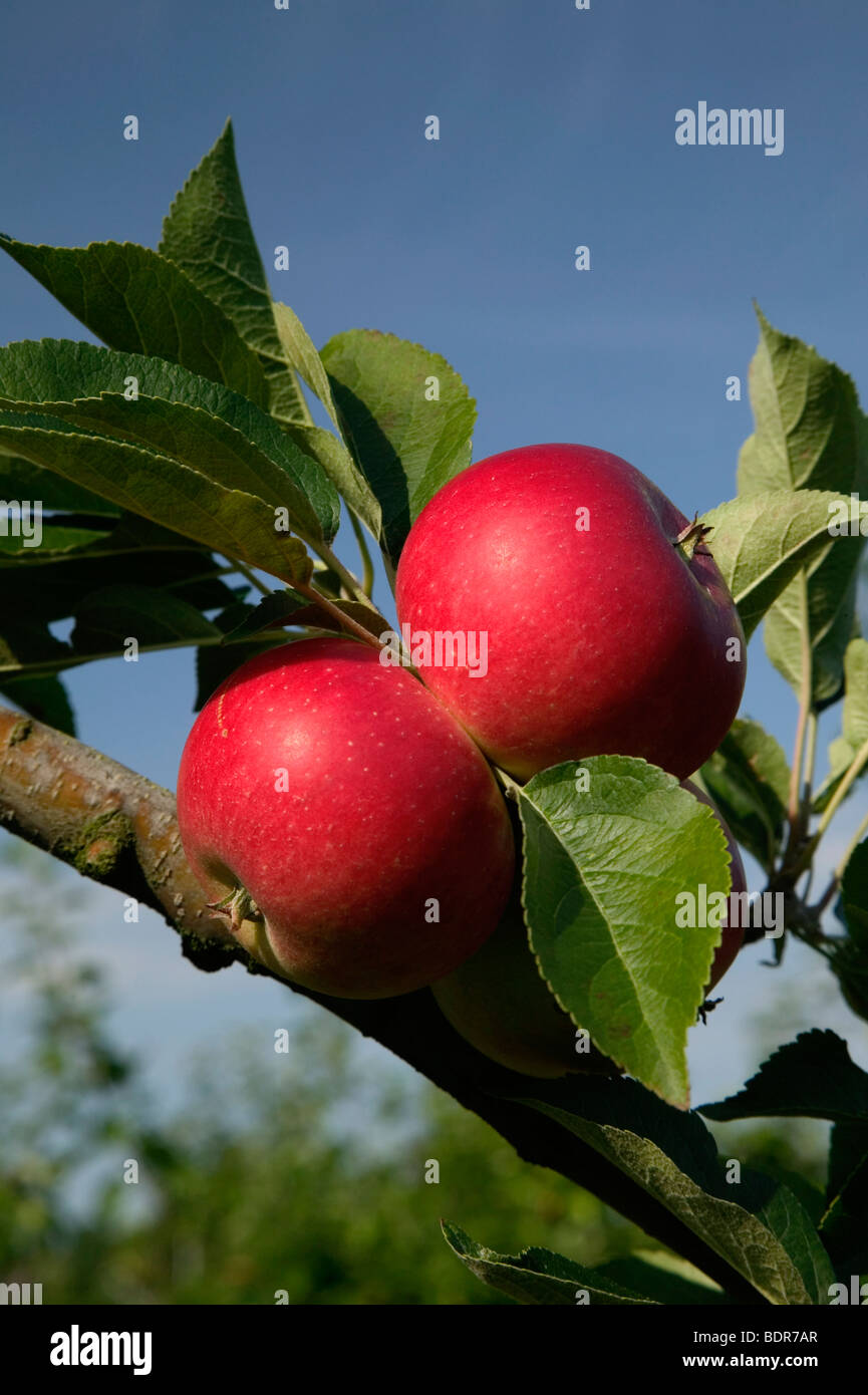 Red apples in a tree Stock Photo - Alamy