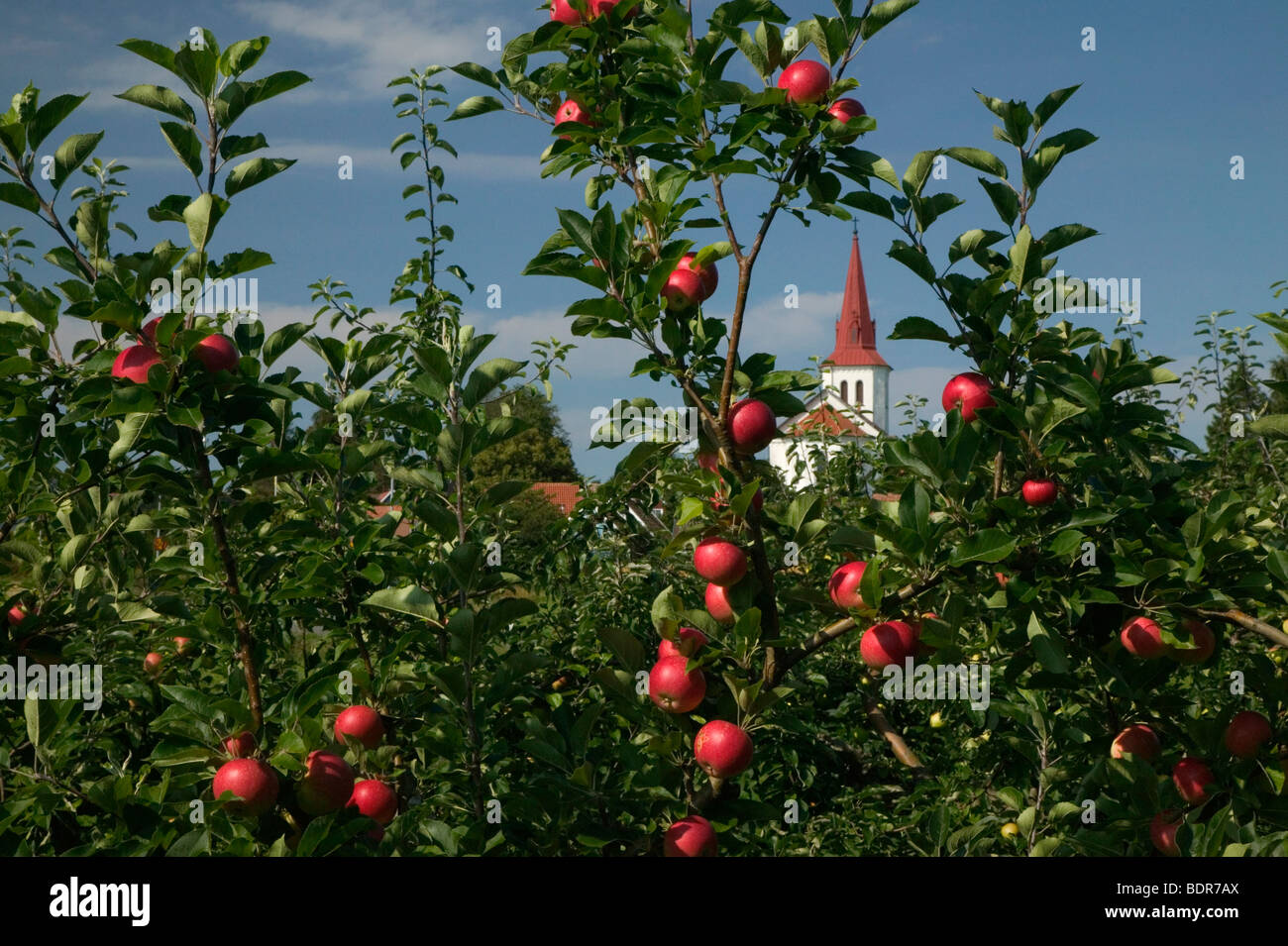 Apple trees Sweden Stock Photo - Alamy