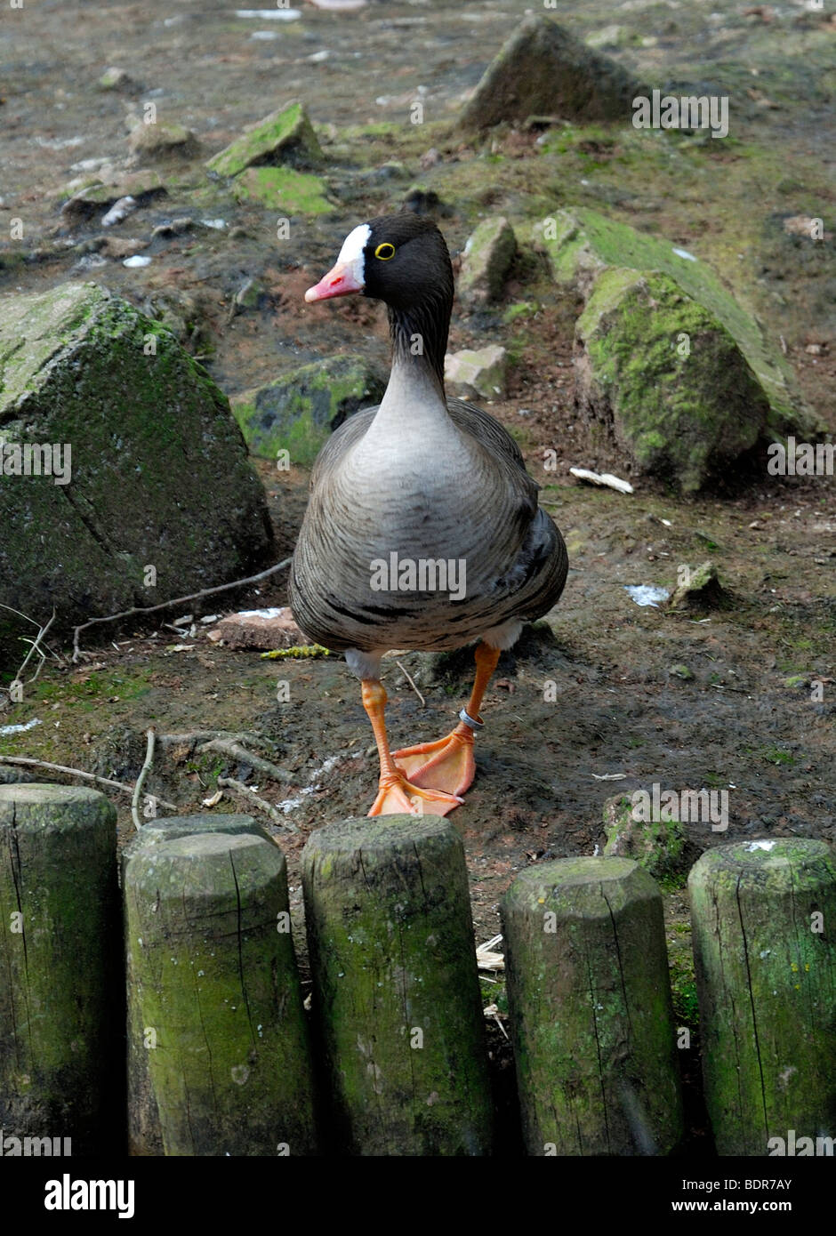 Lesser White-fronted Goose (Anser erythropus Stock Photo - Alamy