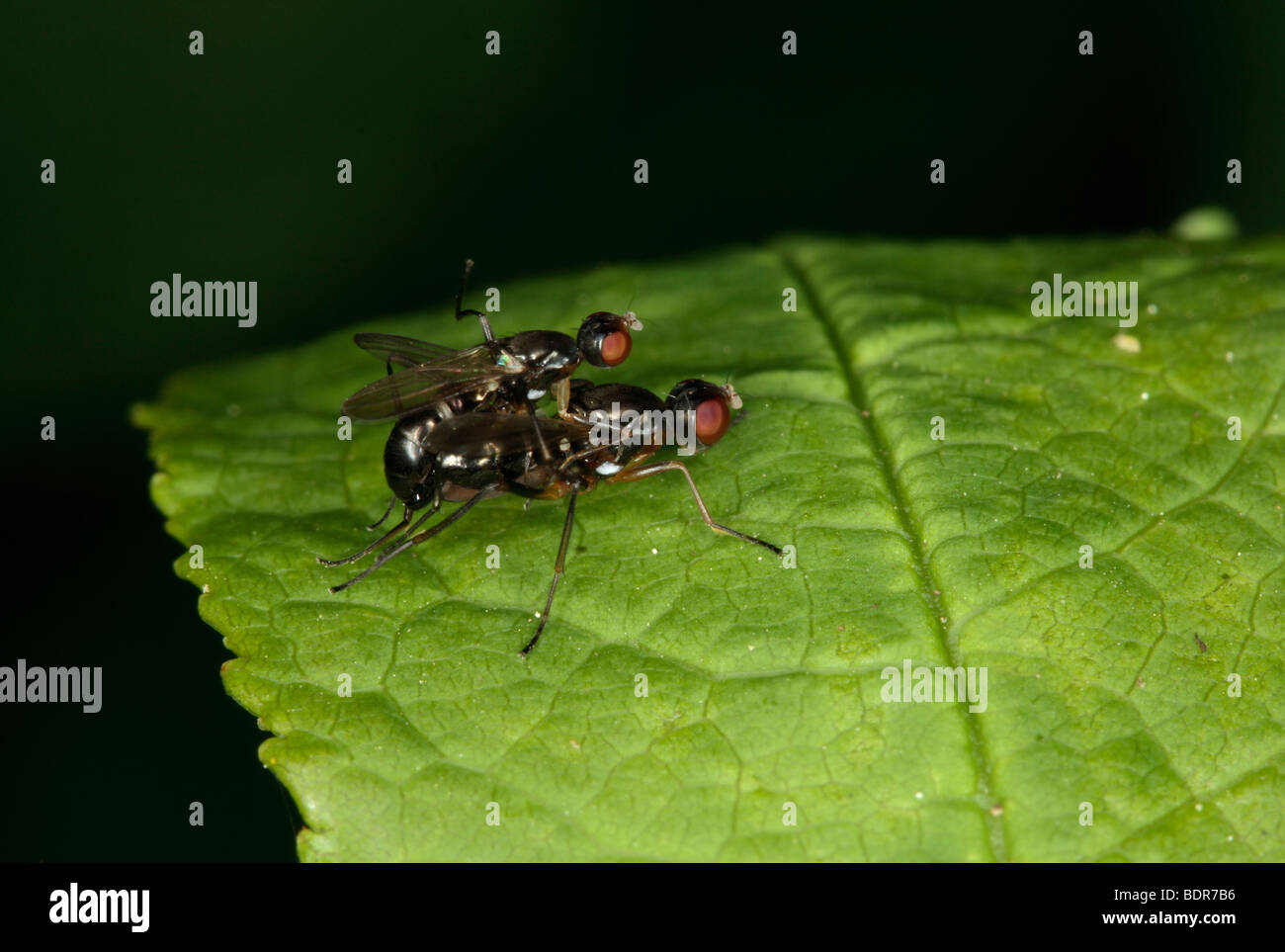 Sepsid fly hi-res stock photography and images - Alamy