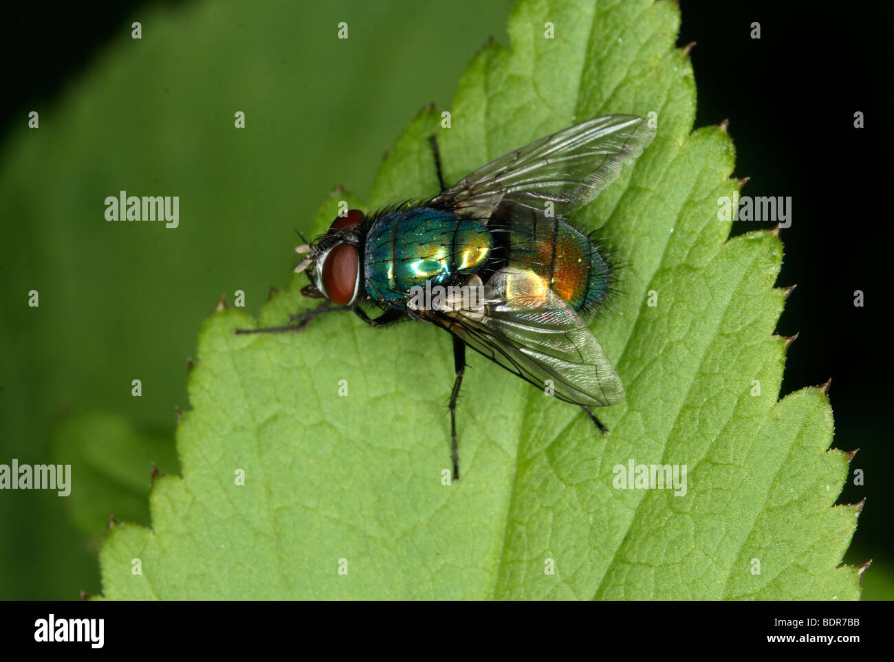 A common green bottle fly Sweden Stock Photo - Alamy